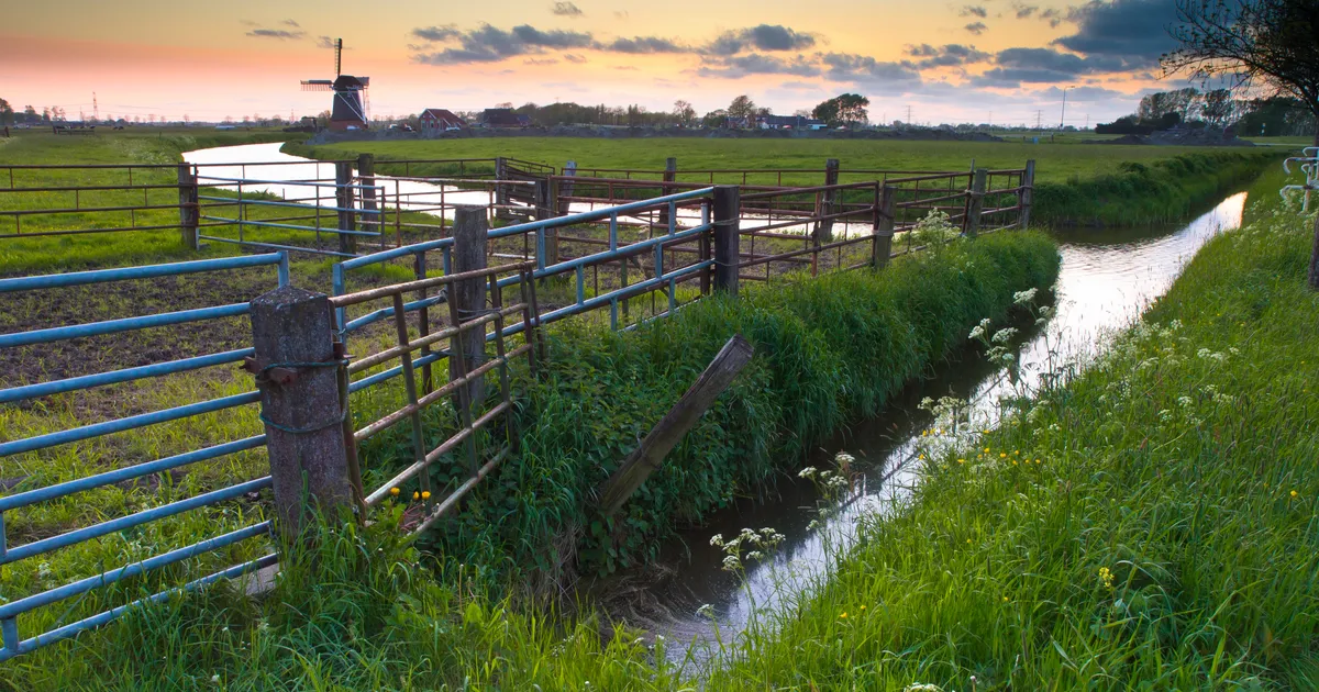 Wildernis onder water: verrassingen in Hollandse slootjes - EO